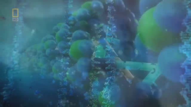 Cat Transcendence - limitless