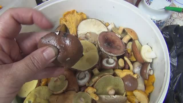 Соление грибов.