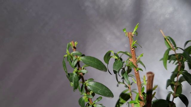 Мирт обыкновенный