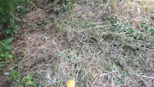 2024 год.Дача