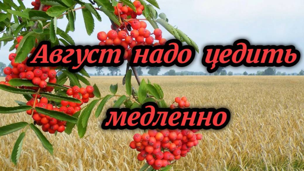 АВГУСТ НАДО ЦЕДИТЬ МЕДЛЕННО