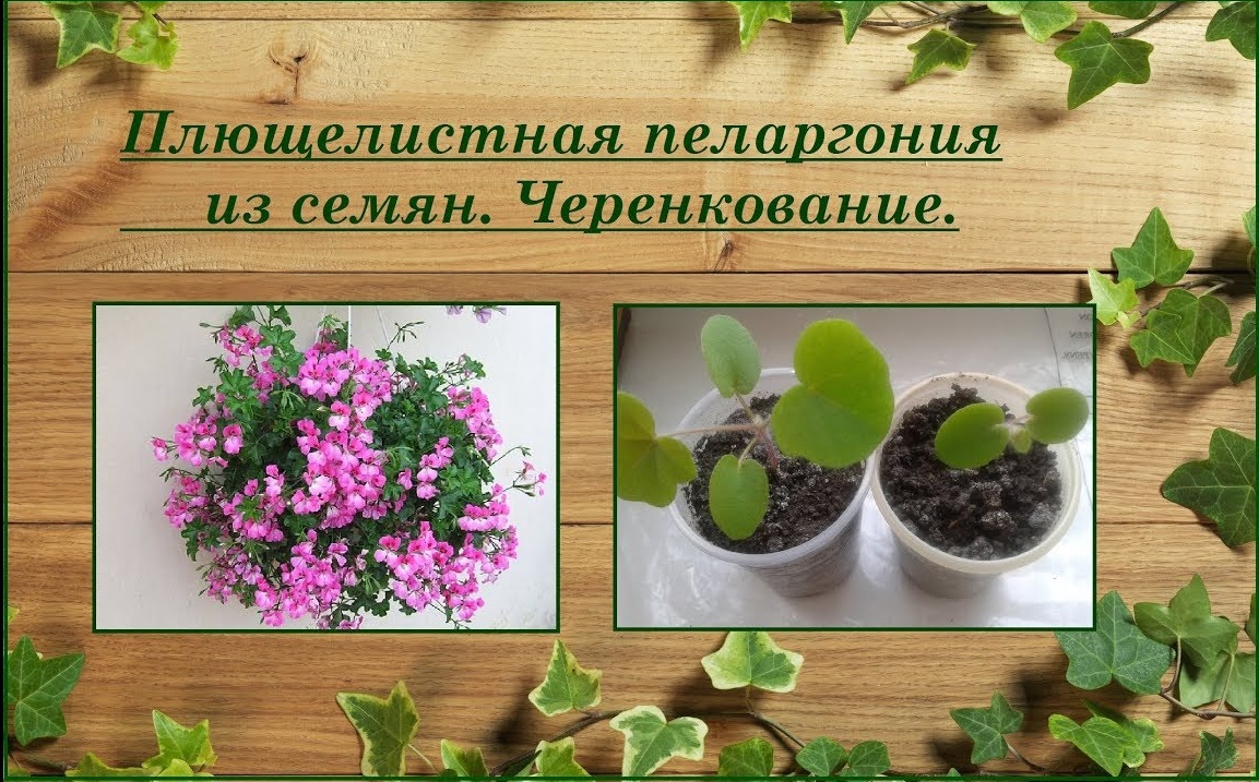 Пеларгония плющелистная из семян. Как укоренить черенки