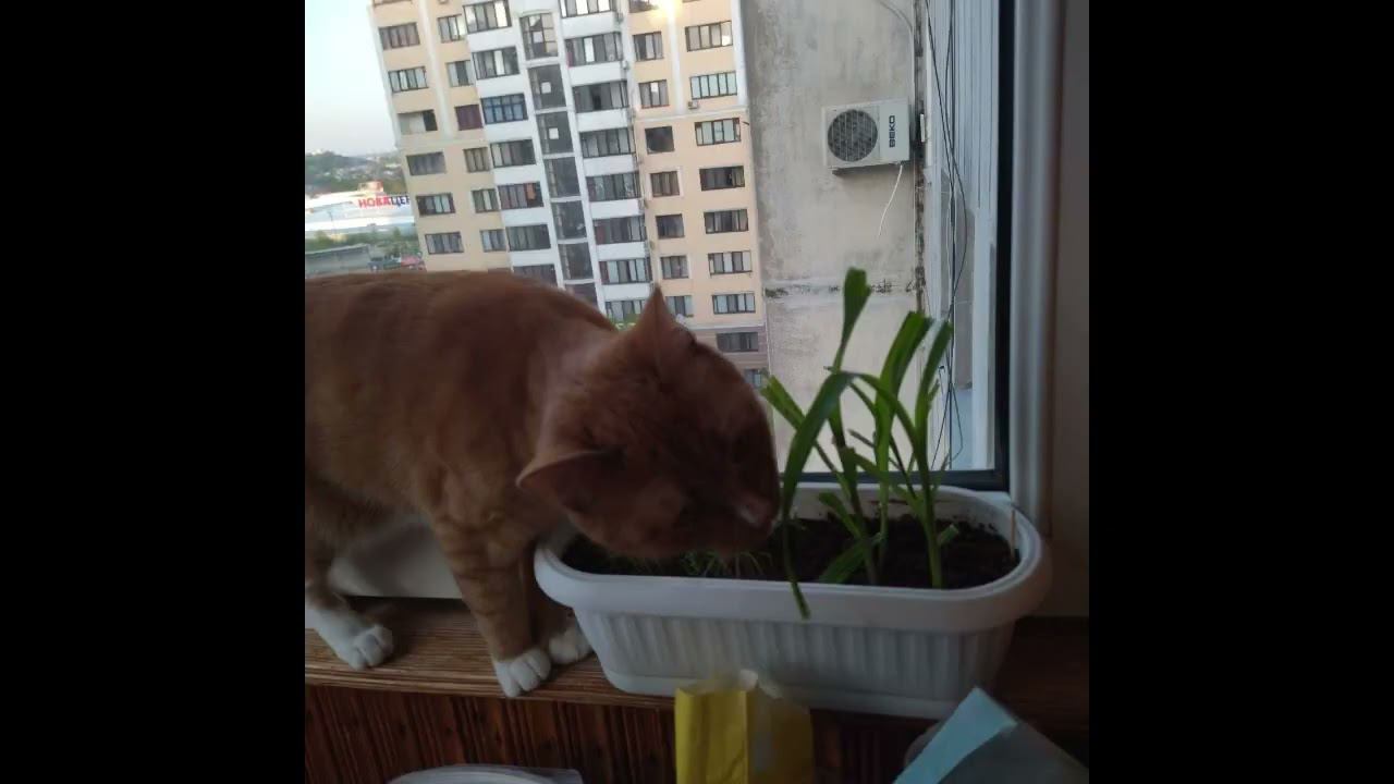 Котик ТВ Подборка фото 9 серия