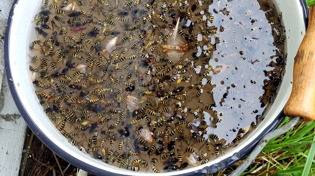 ловушка для ос на пасеке #борьба с осами #trap for wasps in the apiary #fighting wasps #wasps #осы