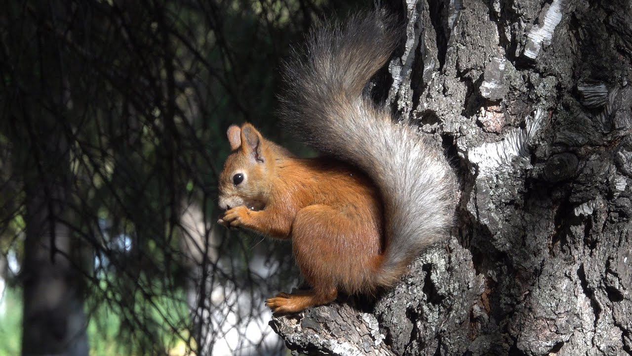 Белочка (13.08.2023)