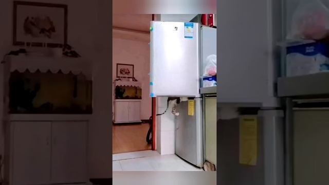 Усатые воришки