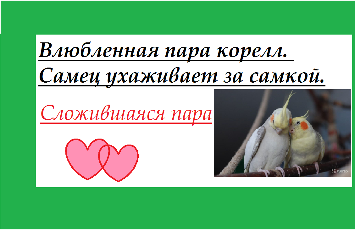 Кореллы (нимфы). Ухаживания в сложившейся паре корелл