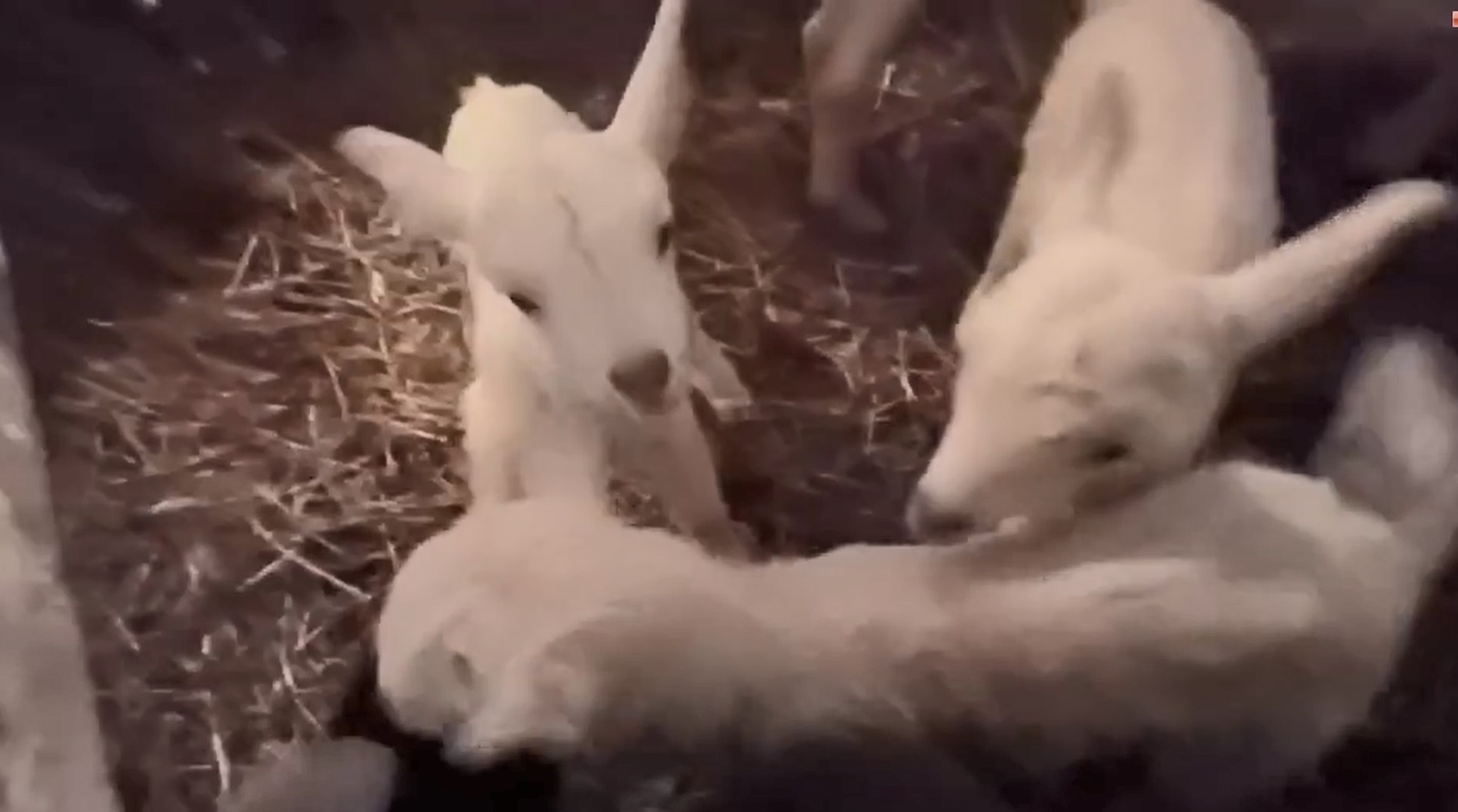 У нас родились козлята