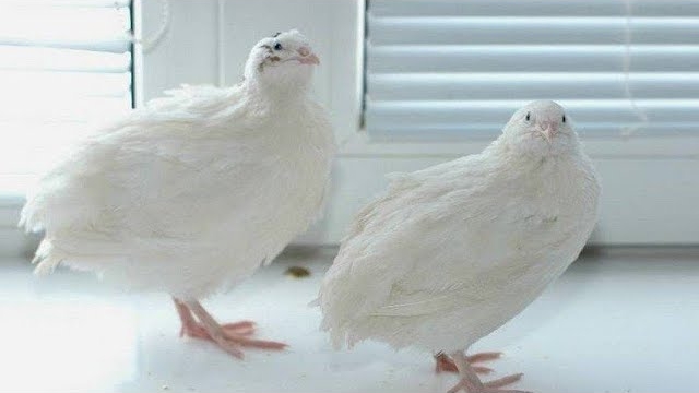 Завели перепелов! Выбор клетки, сборка, заселение