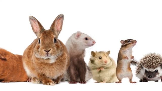 Анималотерапия. Мелкие животные ? ? ??