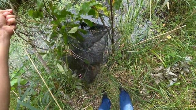 Ловля вершей на болоте / Вареная кукуруза на щепочнице.mp4