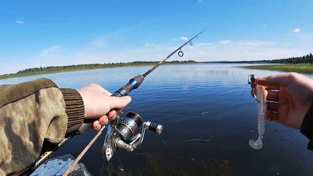 ловлю щуку в камышах.