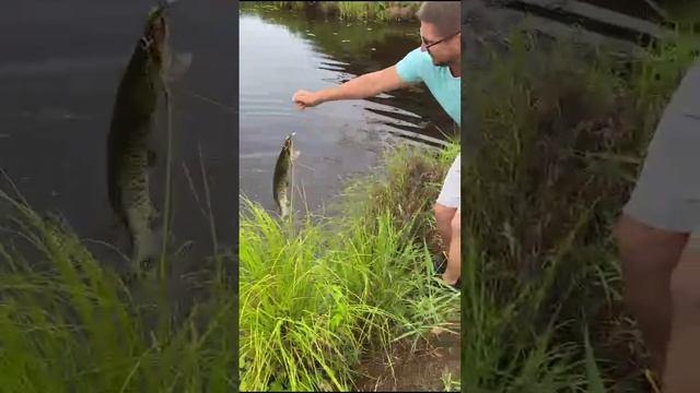 Ловля щуки на воблер 80 мм (13 гр) от Mr. Musurok