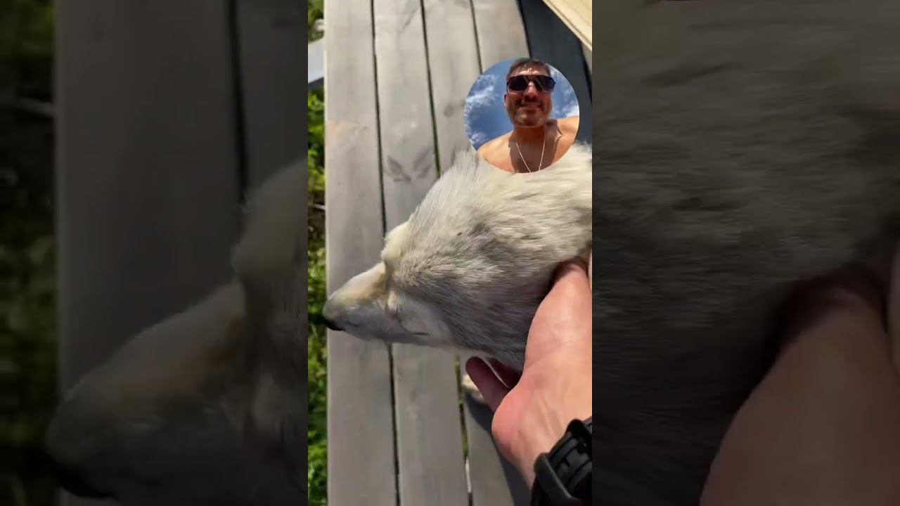 Строим бунгало, Миг с нами строит ) #мигпёс