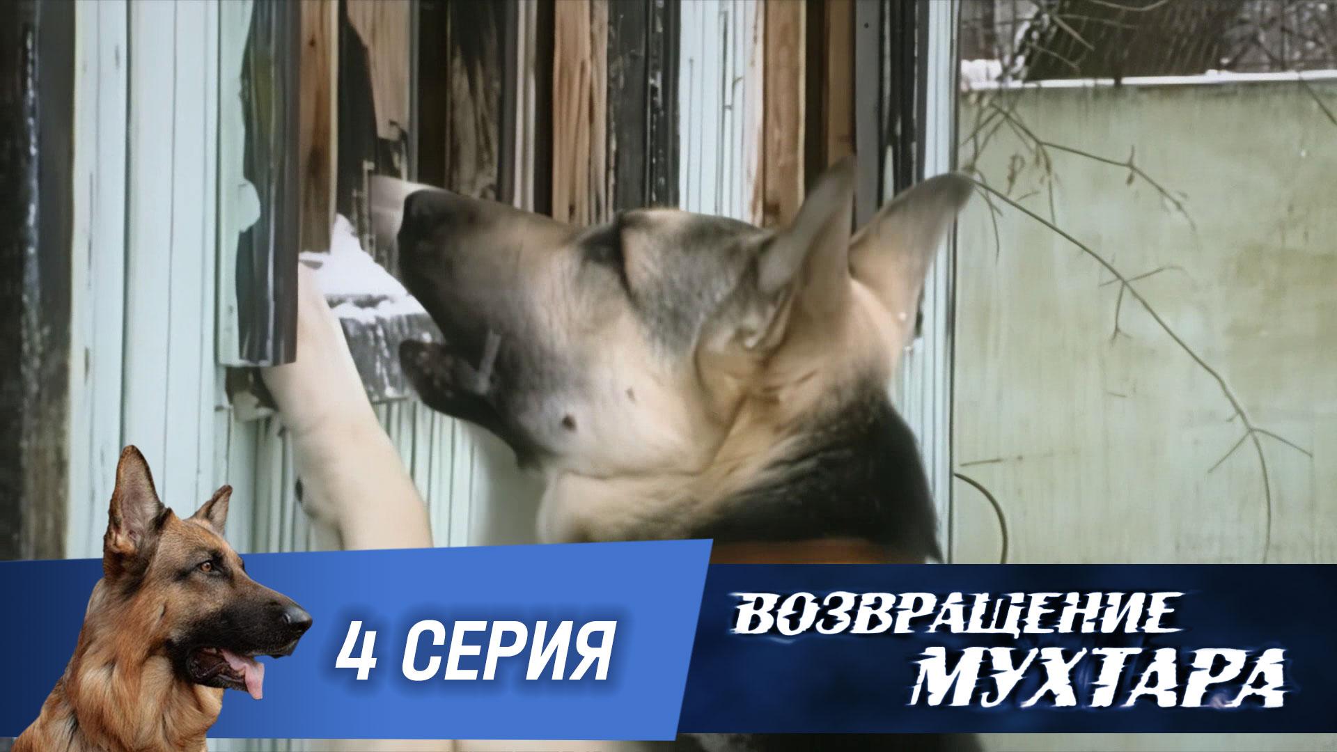 «Возвращение Мухтара»: «Зона молчания» (1 сезон. 4 серия)