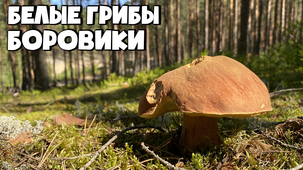 СБОР БЕЛЫХ ГРИБОВ БОРОВИКОВ В ЖАРУ +30 В ЛУЖСКОМ РАЙОНЕ
