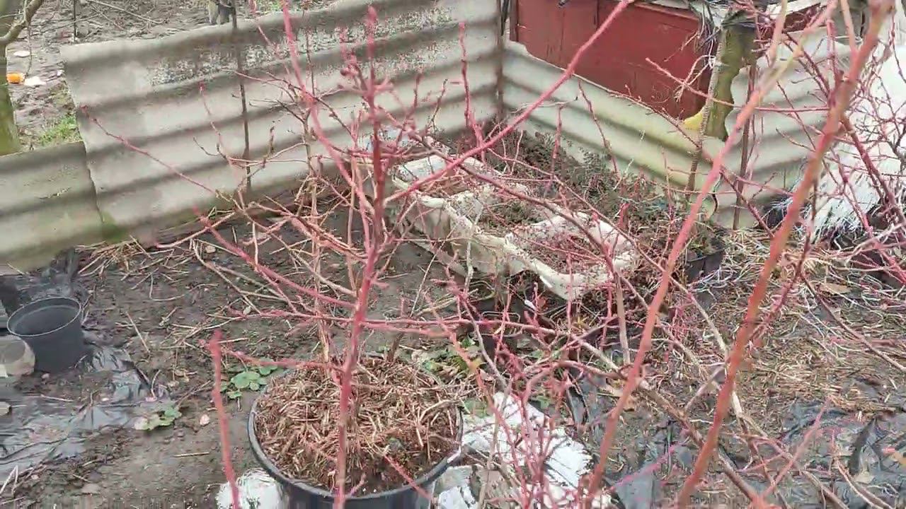 Саженцы голубики, которые порадуют ягодой уже в 2024 году.