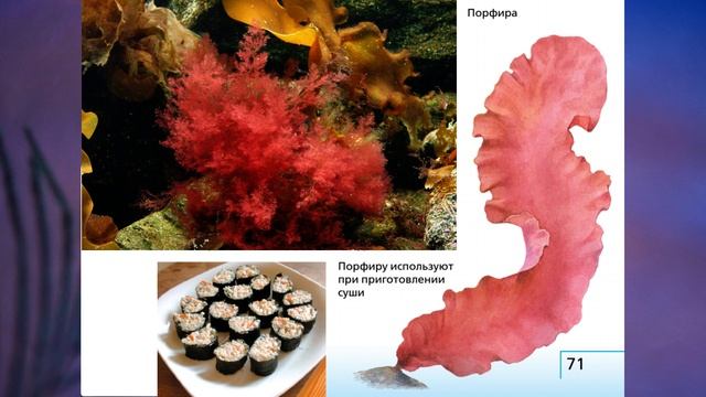 §13 "Водоросли", Биология 5 класс, Сивоглазов, Плешаков.mp4