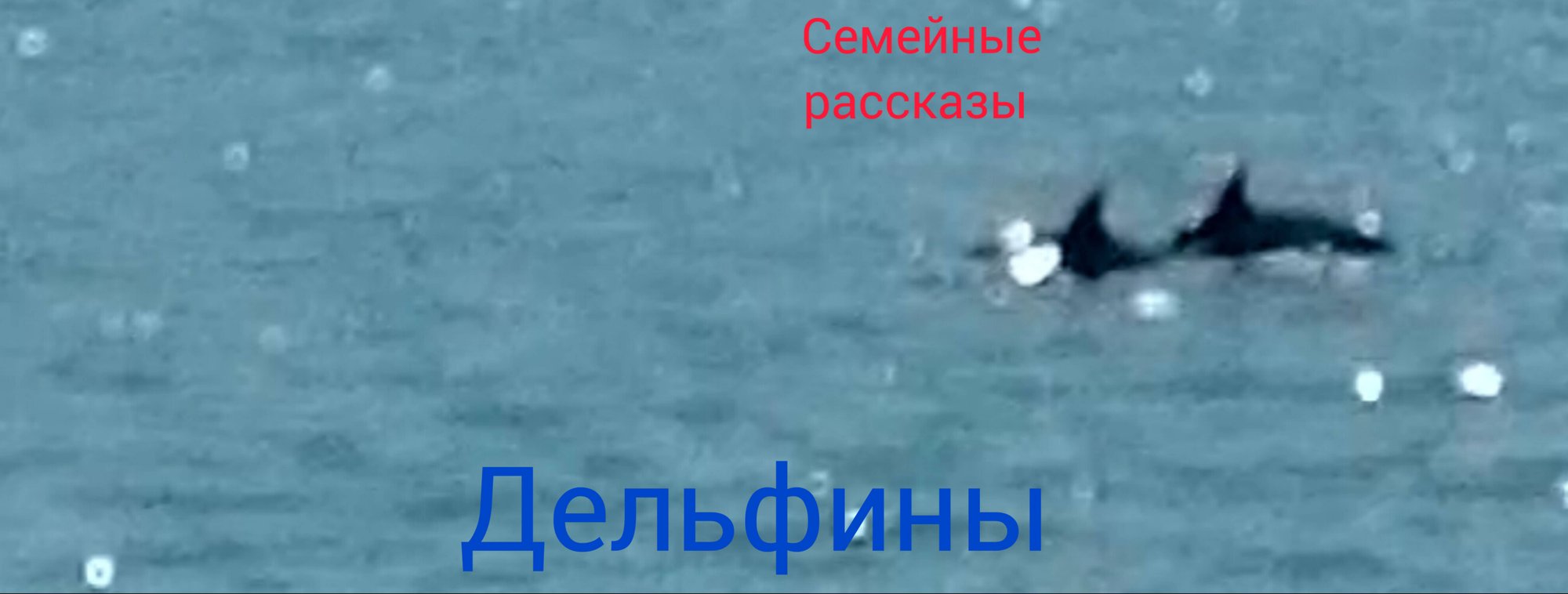 Дельфины.