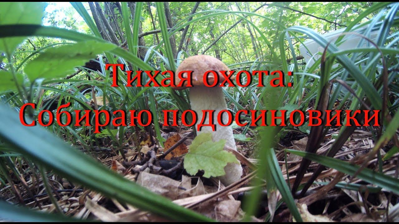 Тихая охота: Собираю подосиновики