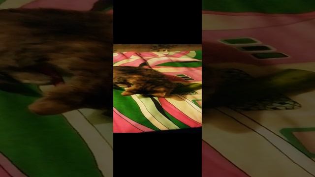 Милый котенок не боится огурца :)
