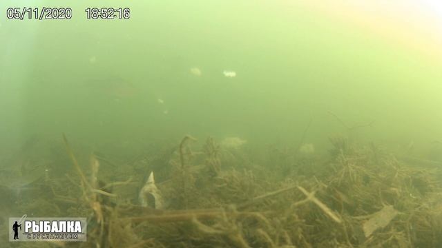 Подводная съемка. Рыба активна. Реакция на прикормку