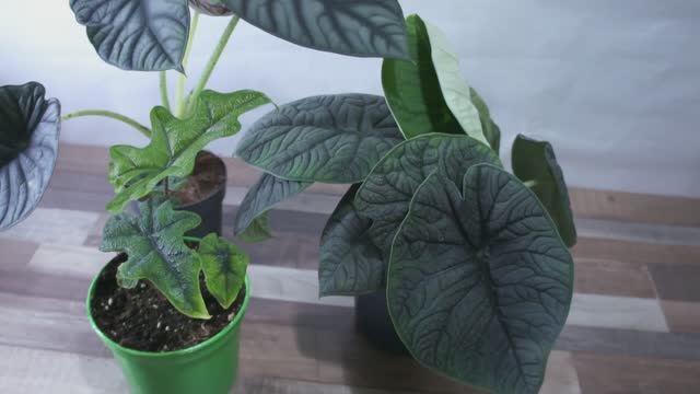 Редкие новинки! Алоказия Жаклин, Алоказия Мело и Алоказия Сильвер Небула