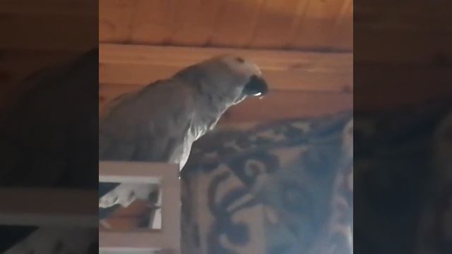 Милый и прикольный попугай Жако