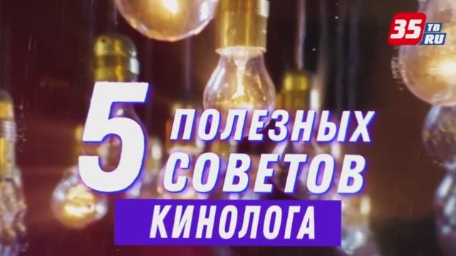 5 советов от кинолога: как обезопасить себя от нападения собак?