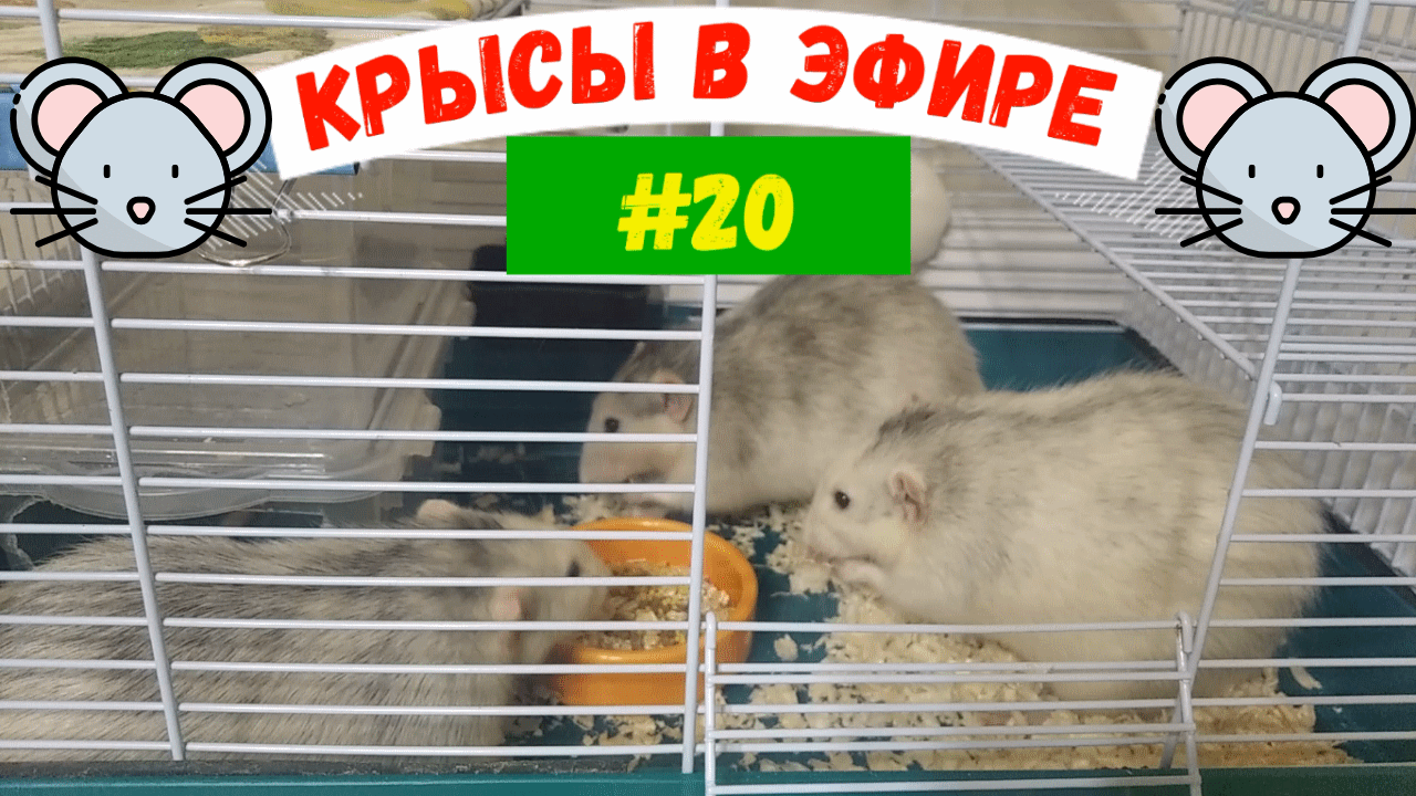 КРЫСЫ В ЭФИРЕ #20