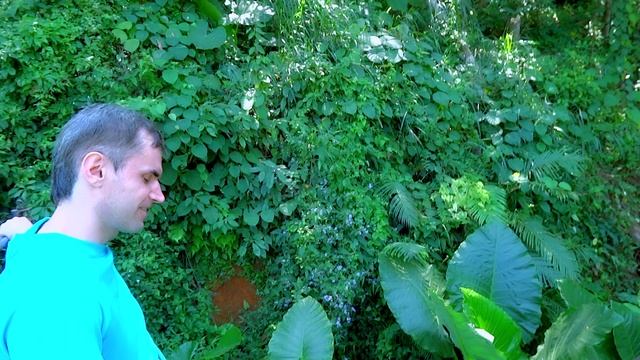 Прогулка на слонах ( Клип )