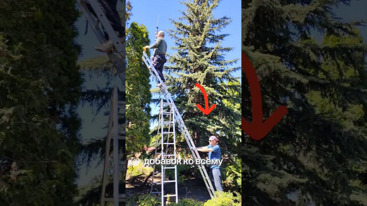 Две лестницы и живой противовес #шорт #шорты #ландшафт #топиарий #дача #мойсад