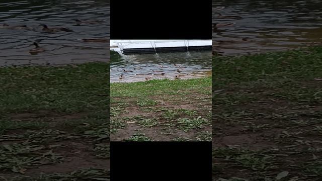 Кормление уток батоном #уточки #паркгагарина