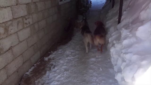 Мои любимчики!