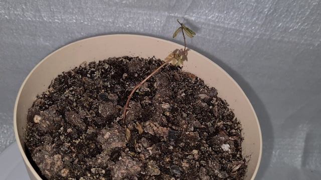 Вариегатный крупнолист. 11