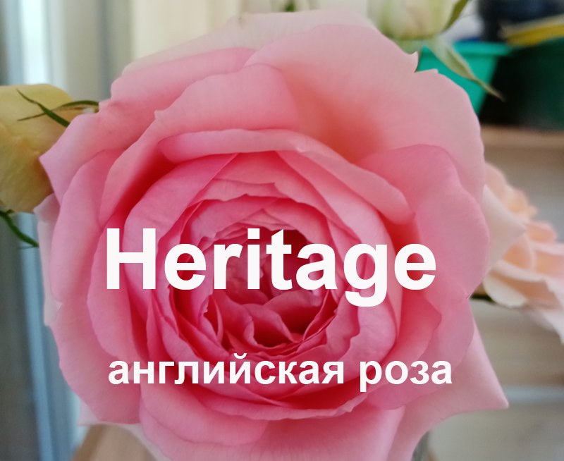 английская роза Херитэйдж