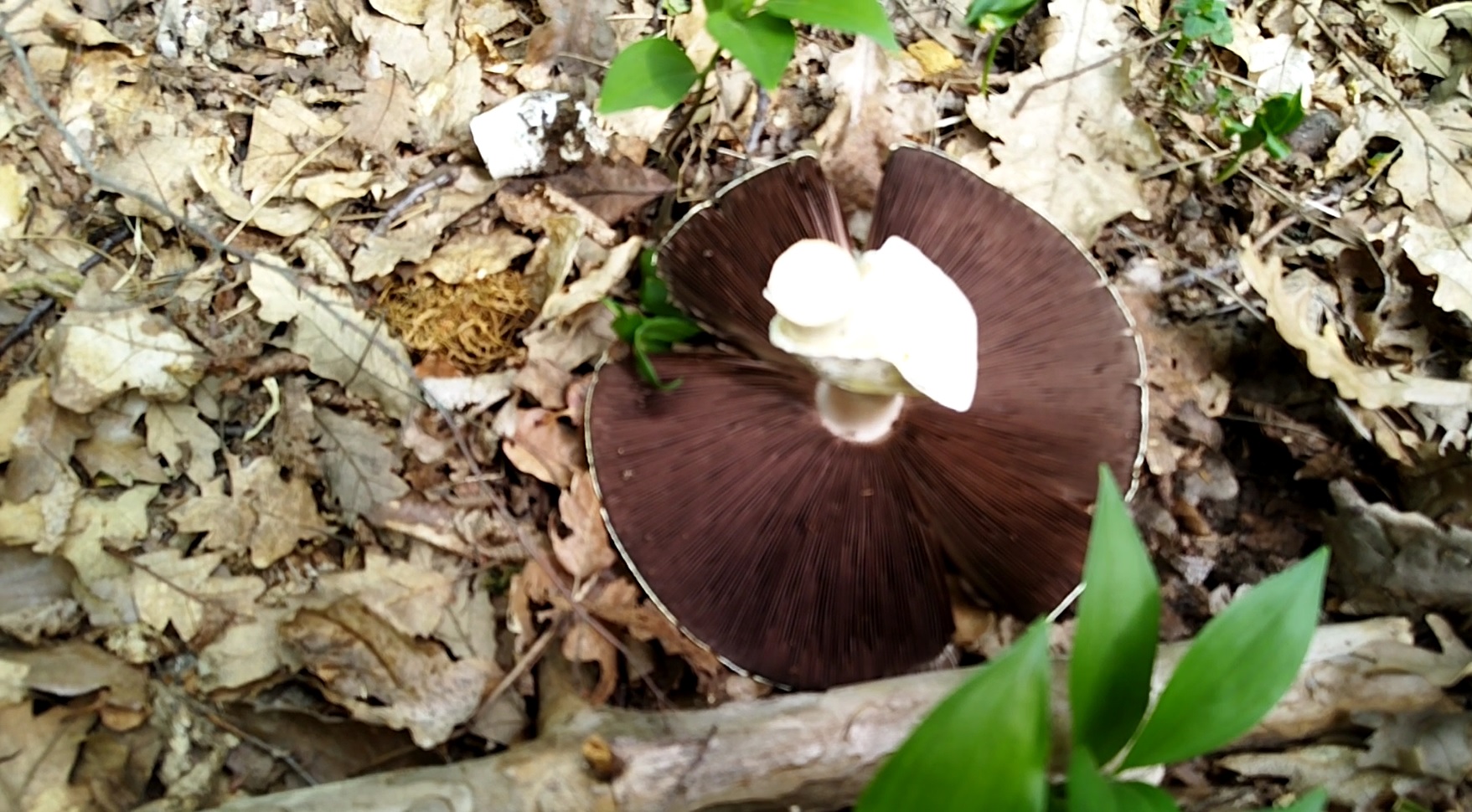 Грибной сезон открыт!