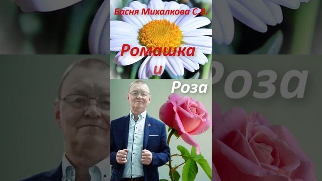 Ромашка и роза  басня Михалкова С.  в моём прочтении.