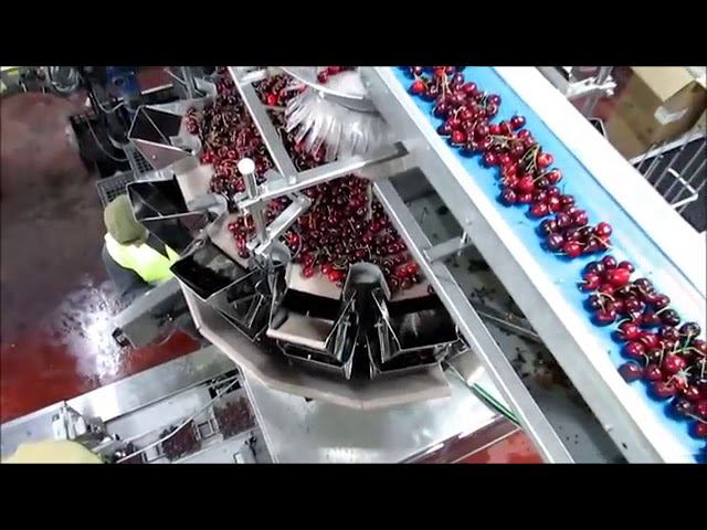 Фасовочная линия черешни в пластиковые боксы