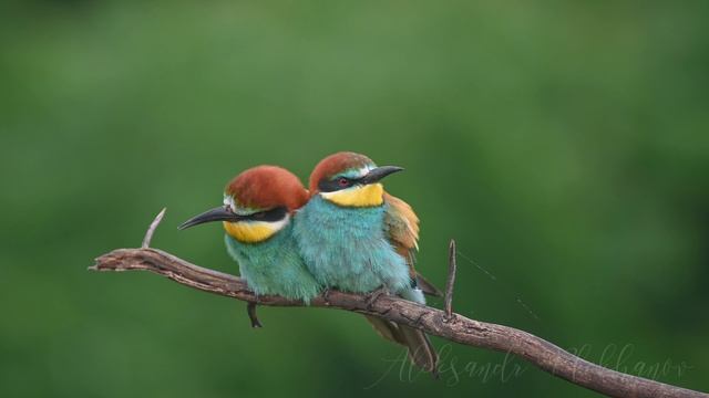 ПРО щурок золотистых