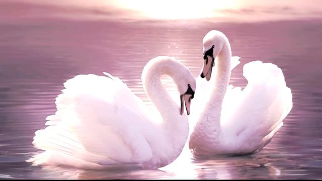 Раскрыть в себе светлые силы берегини. Занятие 2. Лебединые практики (Только для женщин)