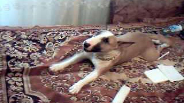 собачья радость