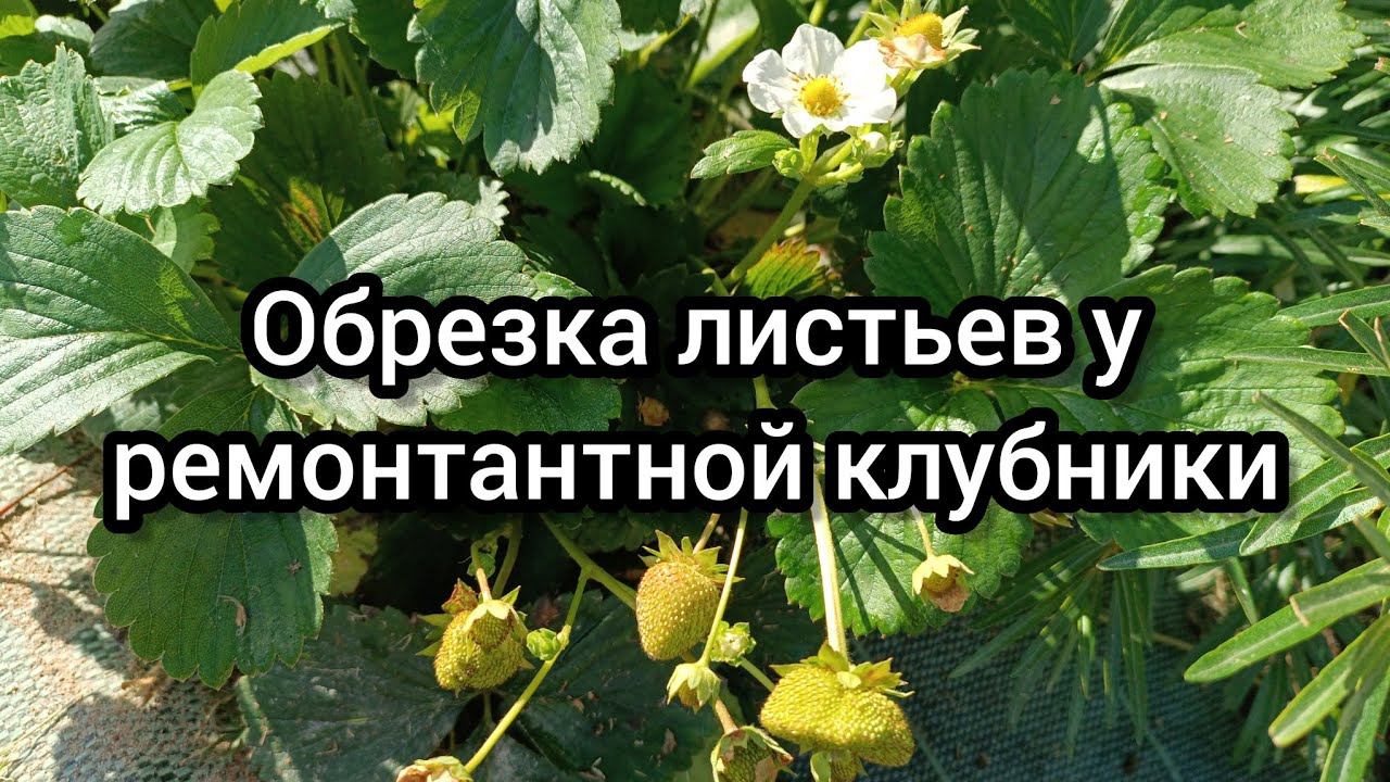 Обрезка листьев у ремонтантной клубники.