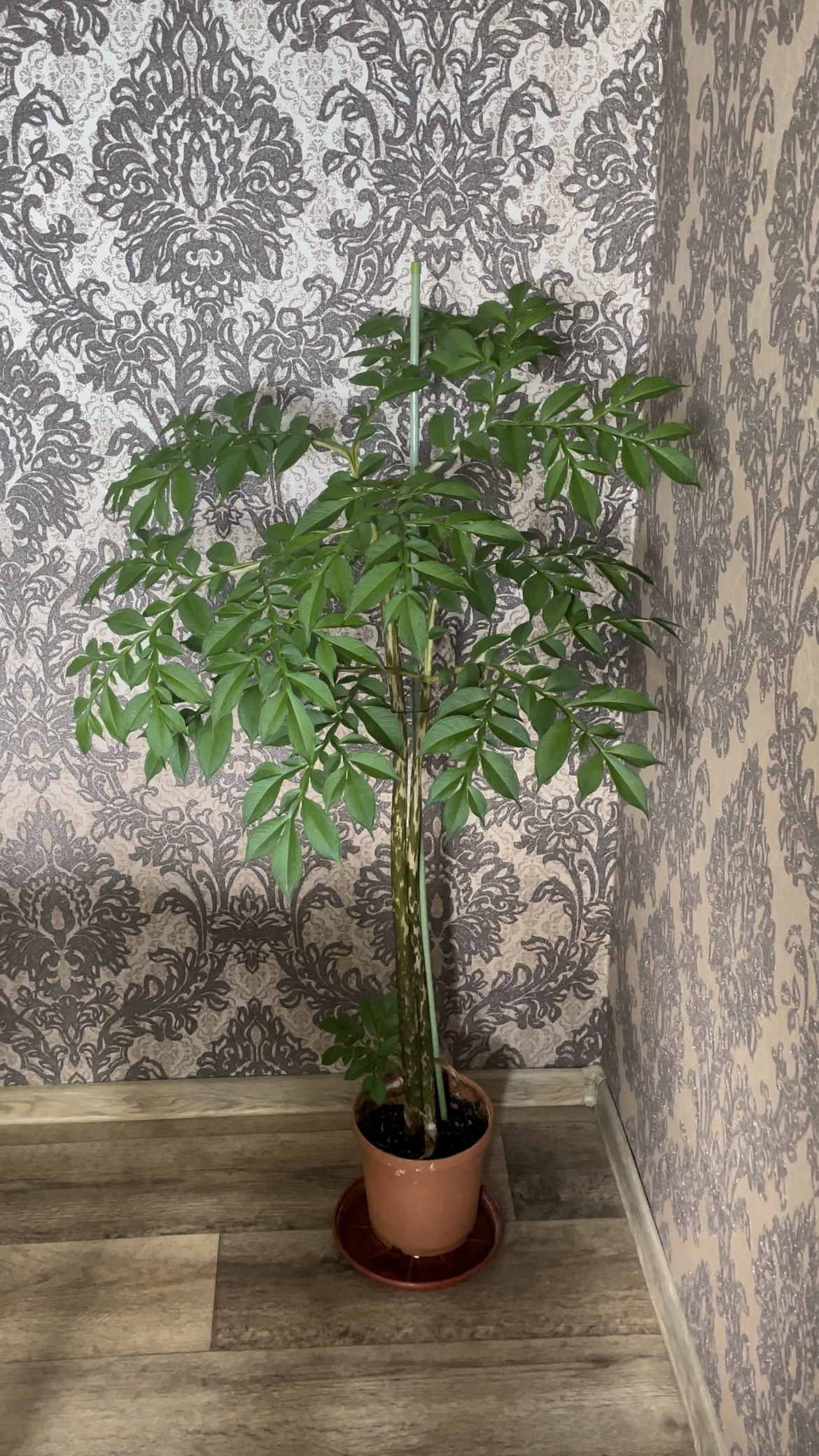 Аморфофаллус