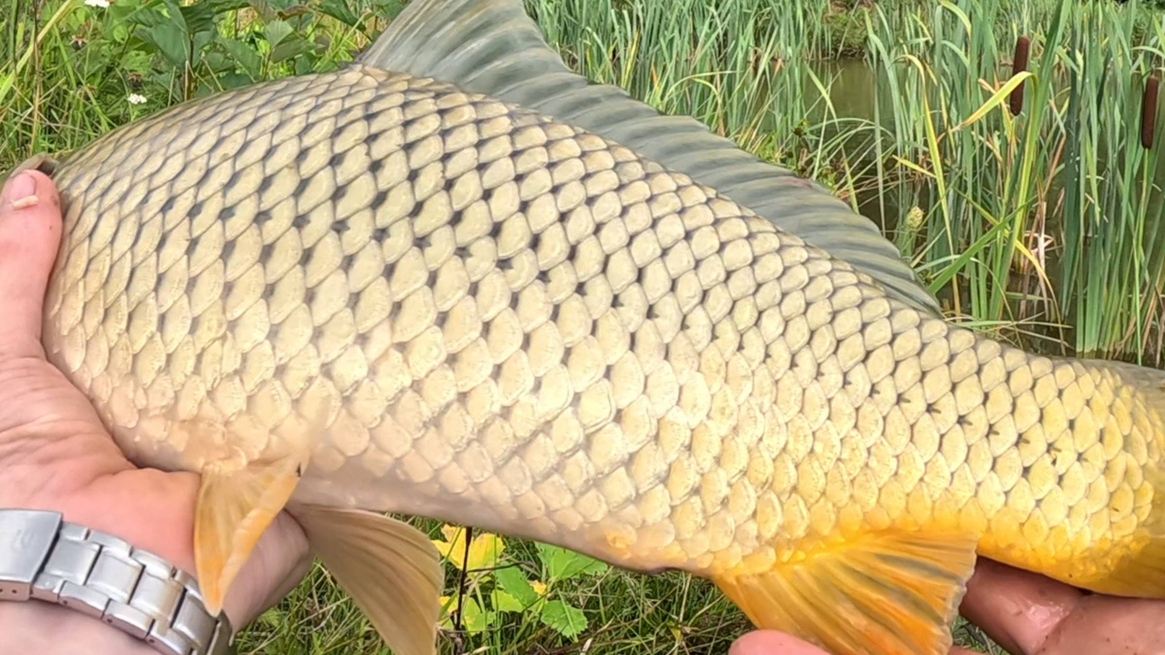 Прудовая рыбалка на КАРПА!