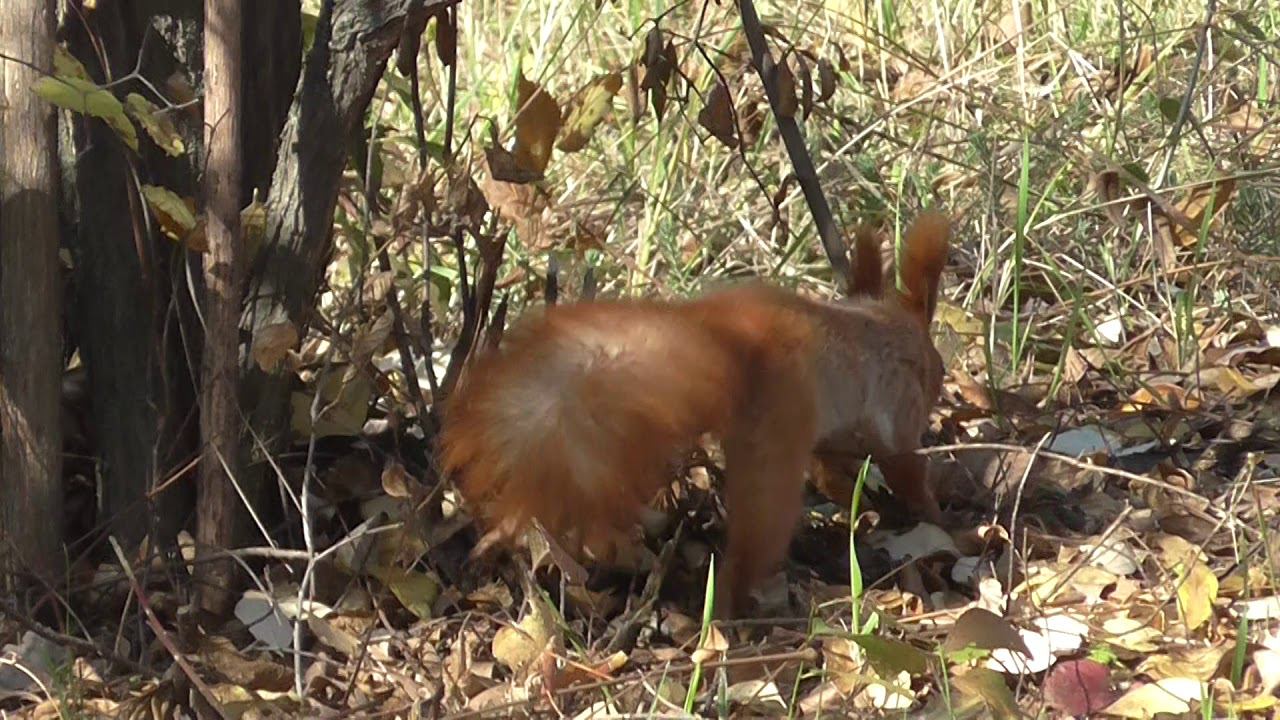 "Ботанический сад на Даманском. Белки."