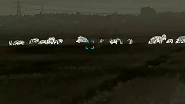 кабаны на поле зерно едят