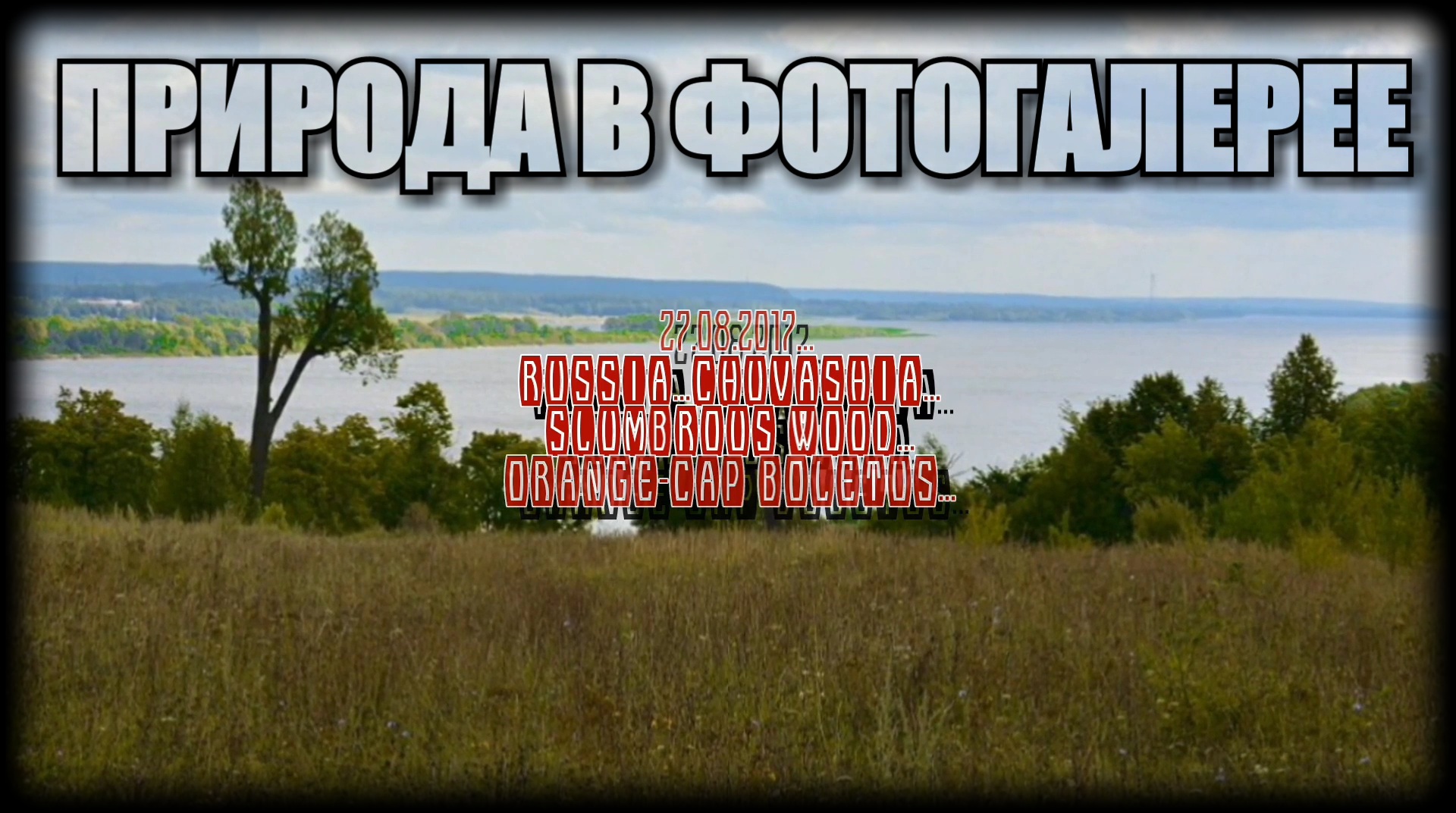 ПРИРОДА В ФОТОГРАФИИ / ГРИБЫ