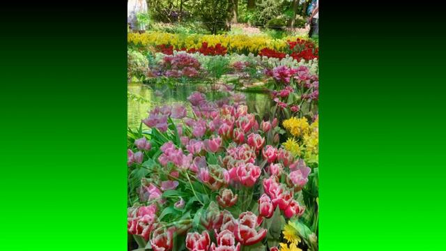 Слайд шоу. Цветы Голландии!!!!