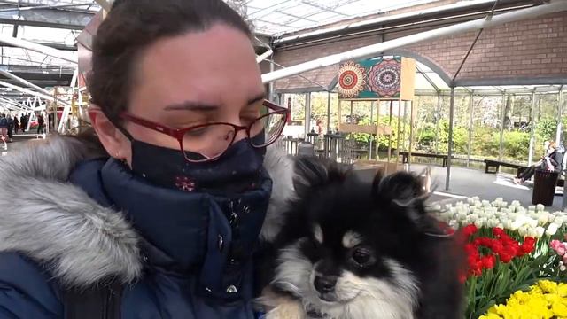 Уникальное видео! Шпиц и тюльпаны! Влог заводчика